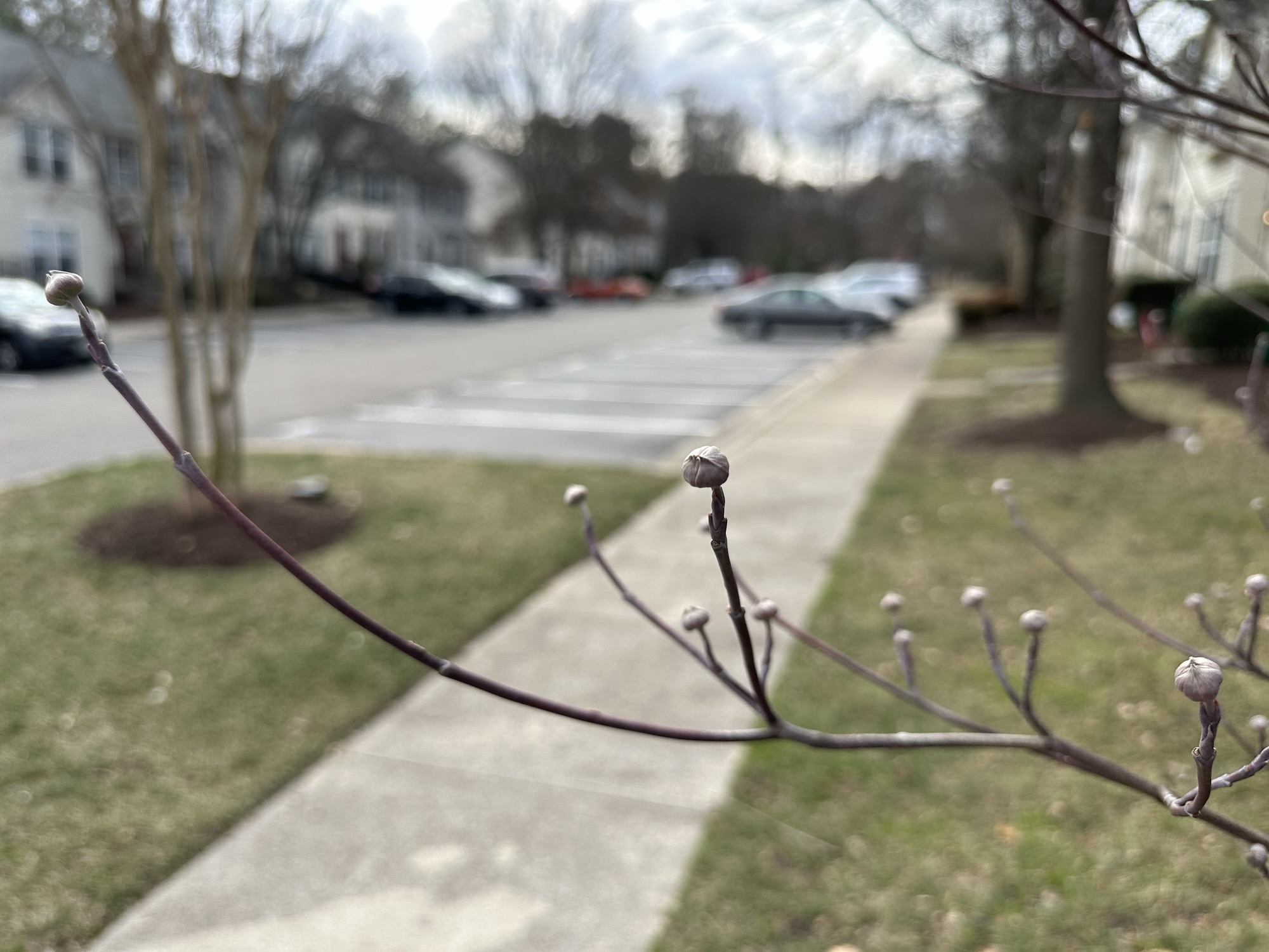Spring’s First Breath – A Kings