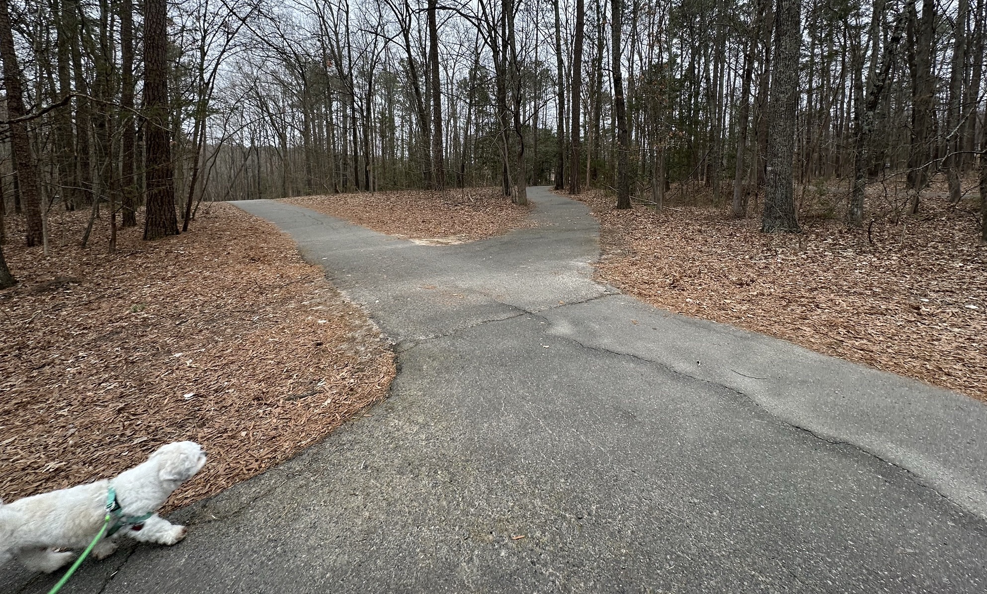 Nature, Noise, and Nostalgia: A Walk Through Deep Run Park – A Kings