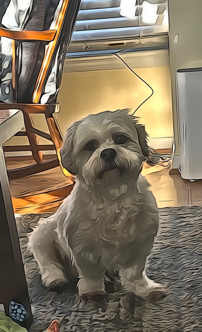 Georgie the Conqueror (or How 20 Pounds Can Run Your Whole Day) – A Kings
