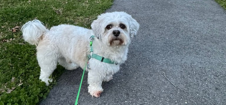 Morning Habits (or How I Became Marginally Less Useless Before 8 AM ...