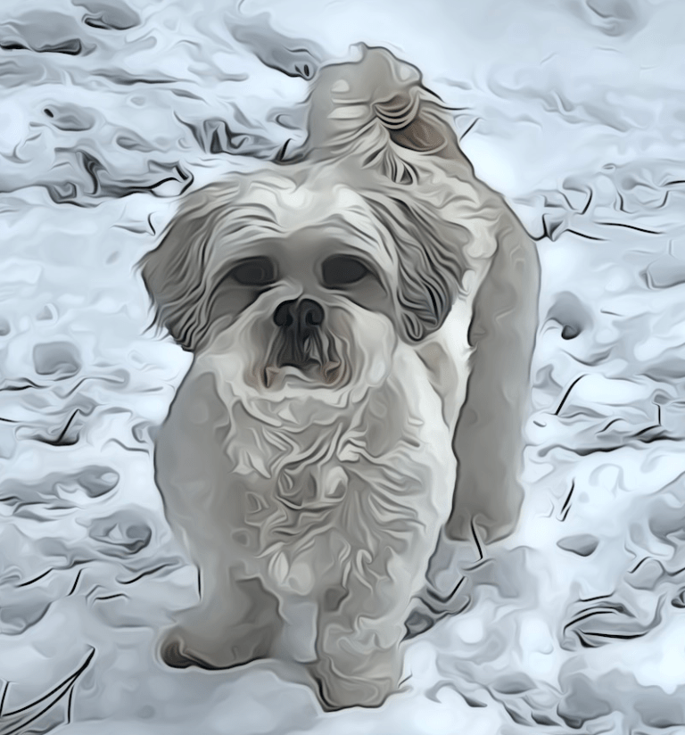 Georgie the Conqueror (or How 20 Pounds Can Run Your Whole Day) – A Kings