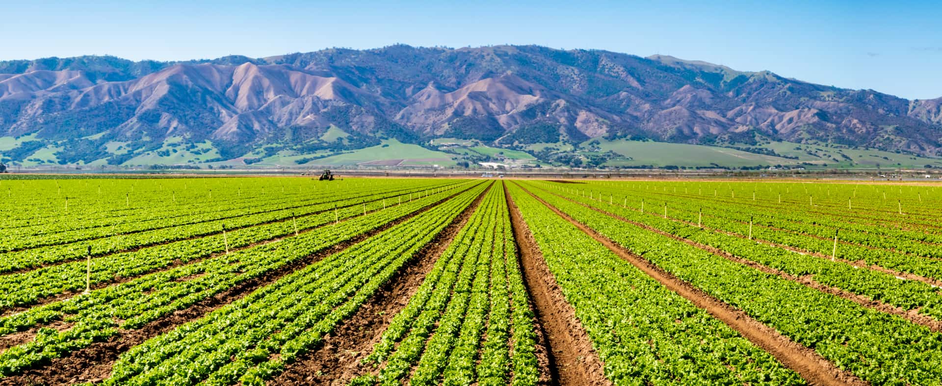The Salad Bowl, Mad Cows, and Algebra: Notes from a Salinas Interlude ...